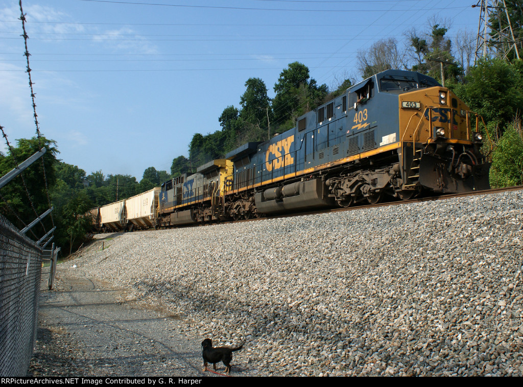 Grain empties seen from below grade while taking the pooch for a stroll